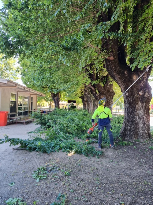 Melbourne-Based Ethical Arborists | Precise Tree Services
