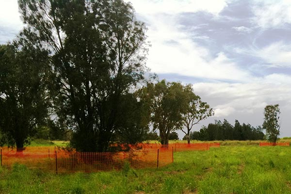 Tree Protection Zone Fencing | SEQ & Melbourne | The Advanced Group