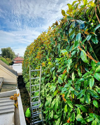 Melbourne-Based Ethical Arborists | Precise Tree Services